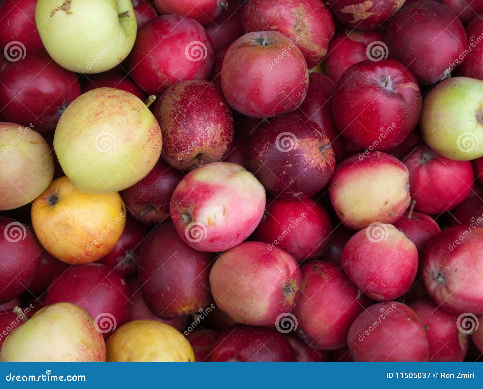 Fresh organic red apples stock image. Image of eating - 11505037