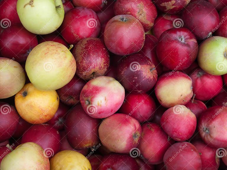 Fresh organic red apples stock image. Image of eating - 11505037