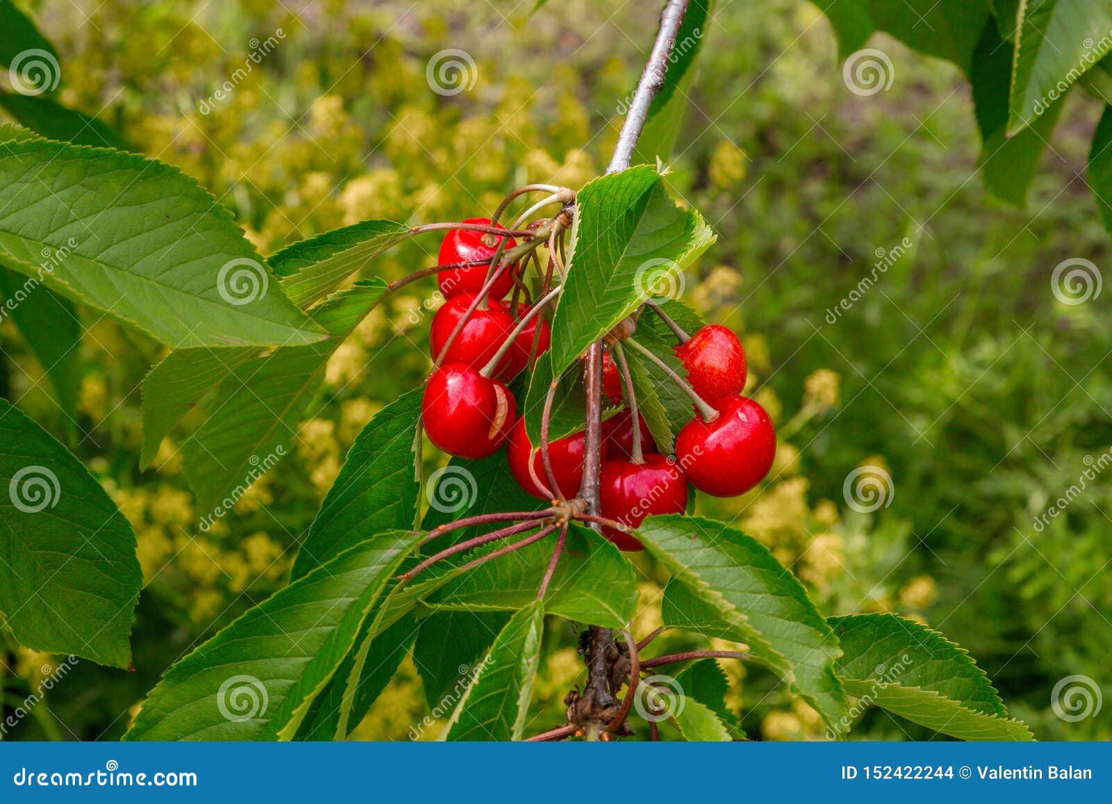 Fresh Organic Red Cherries with Stems. Stock Illustration ...