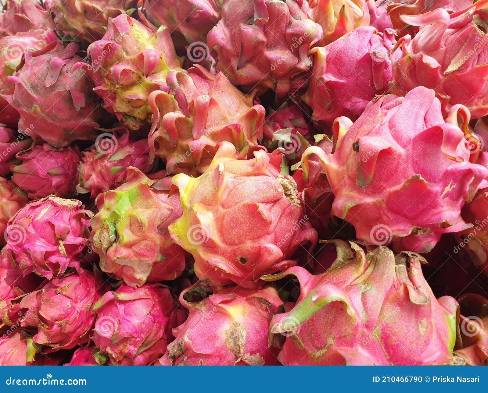 Fresh Organic Red Dragon Fruit Stock Photo - Image of tropical, fruit ...