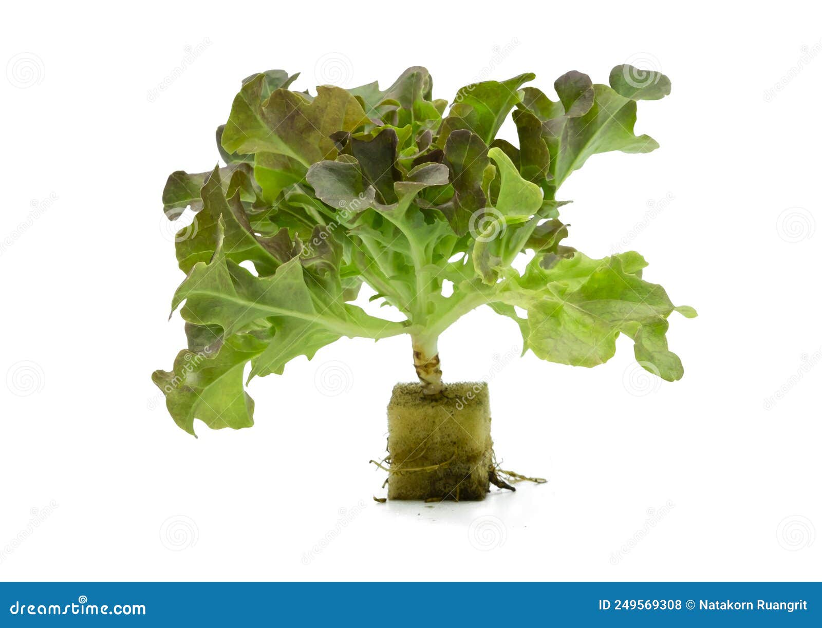 Fresh Organic Red Oak Vegetables Stock Photo - Image of isolated ...