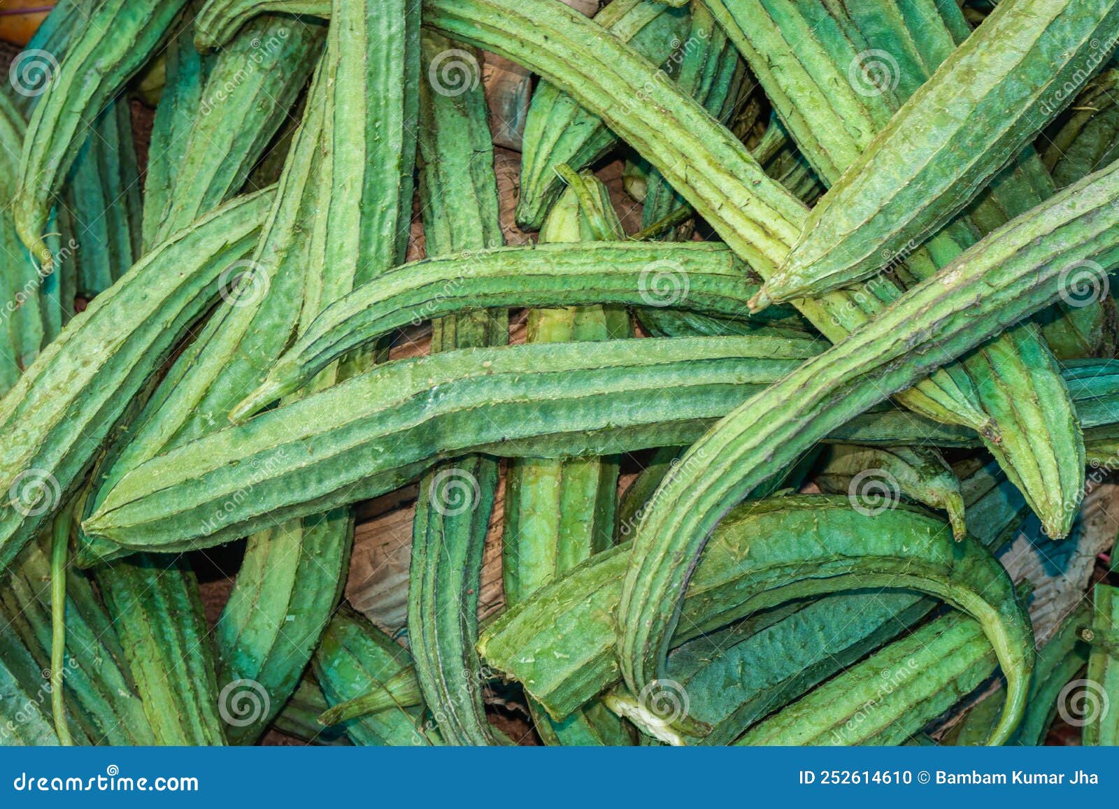 Fresh Organic Ridged Gourd from Farm Close Up from Different Angle ...