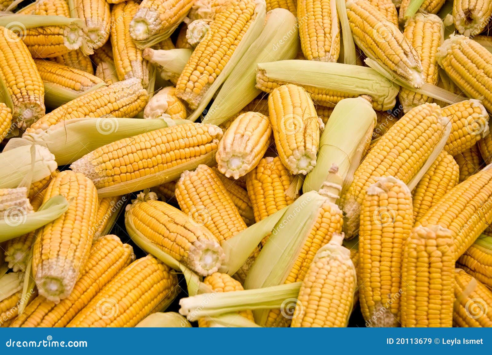 Fresh Organic Ripe Corn stock image. Image of maze, harvest - 20113679