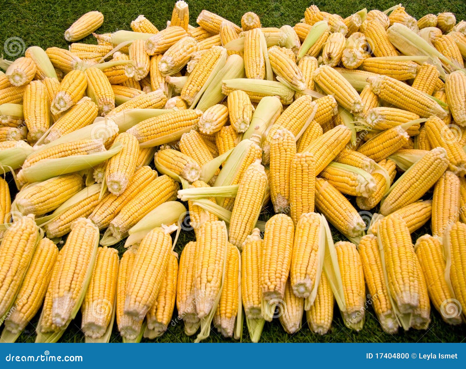 Fresh Organic Ripe Corns stock photo. Image of lots, mays - 17404800