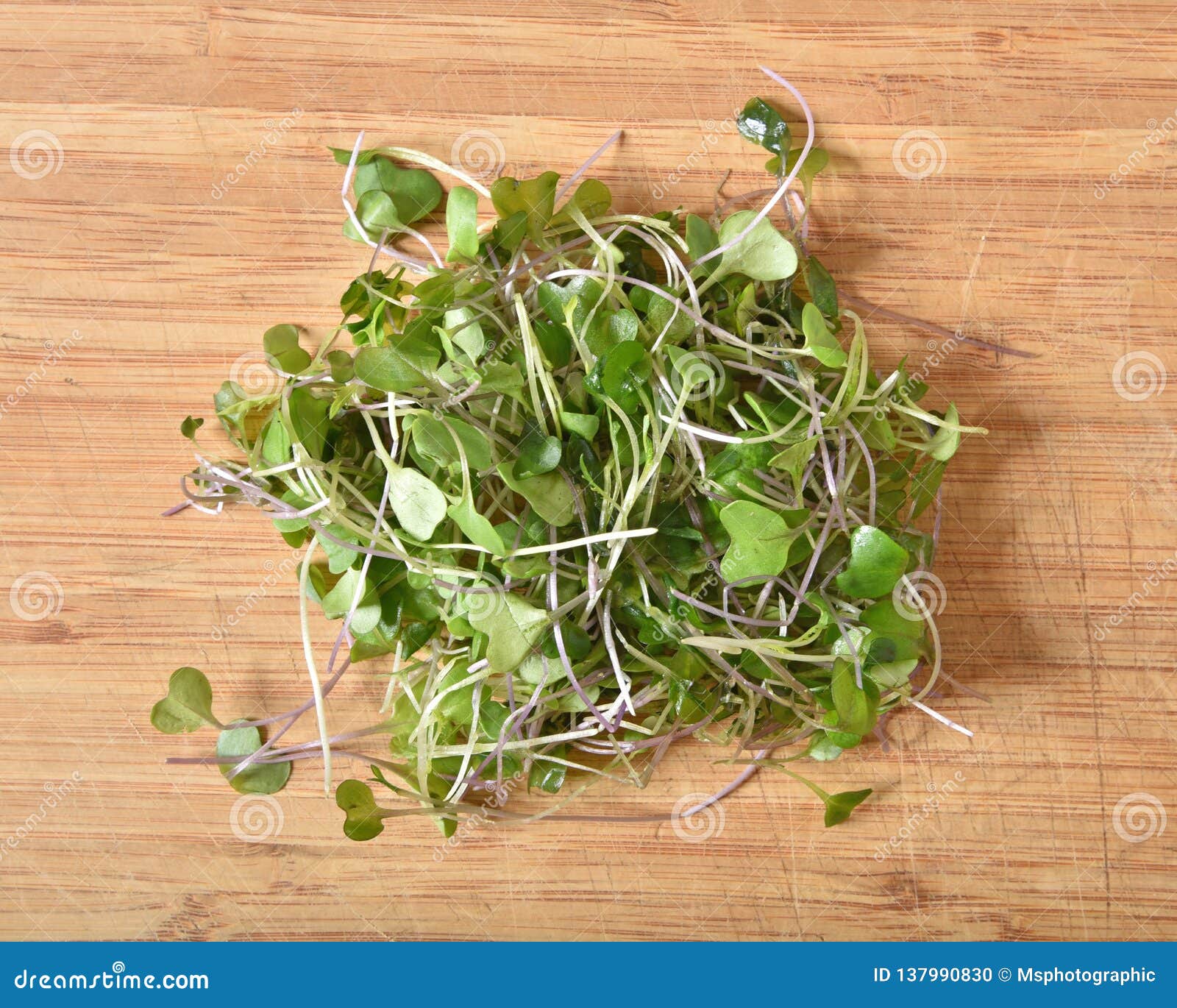 Fresh, Organic Sprouted Micro Greens Stock Photo - Image of fresh ...