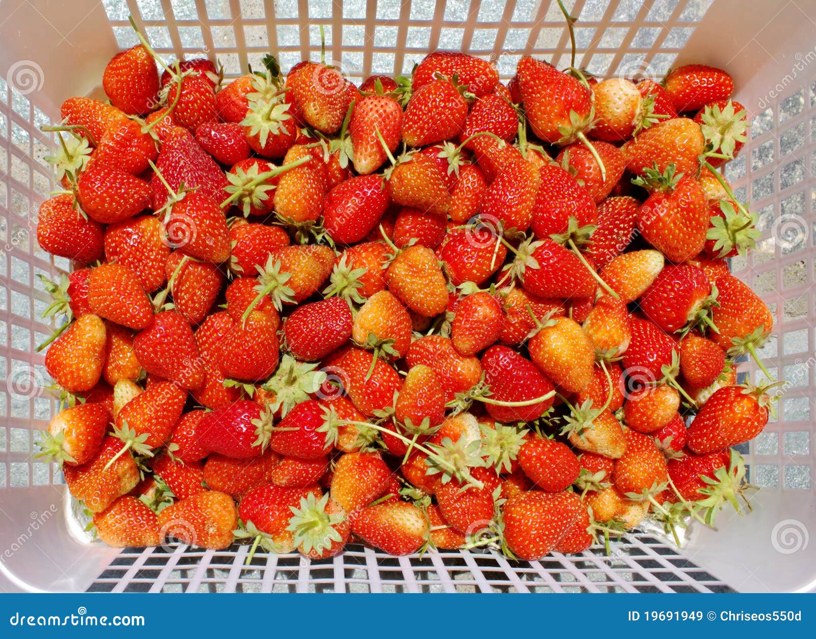 Fresh organic strawberries stock image. Image of fresh - 19691949