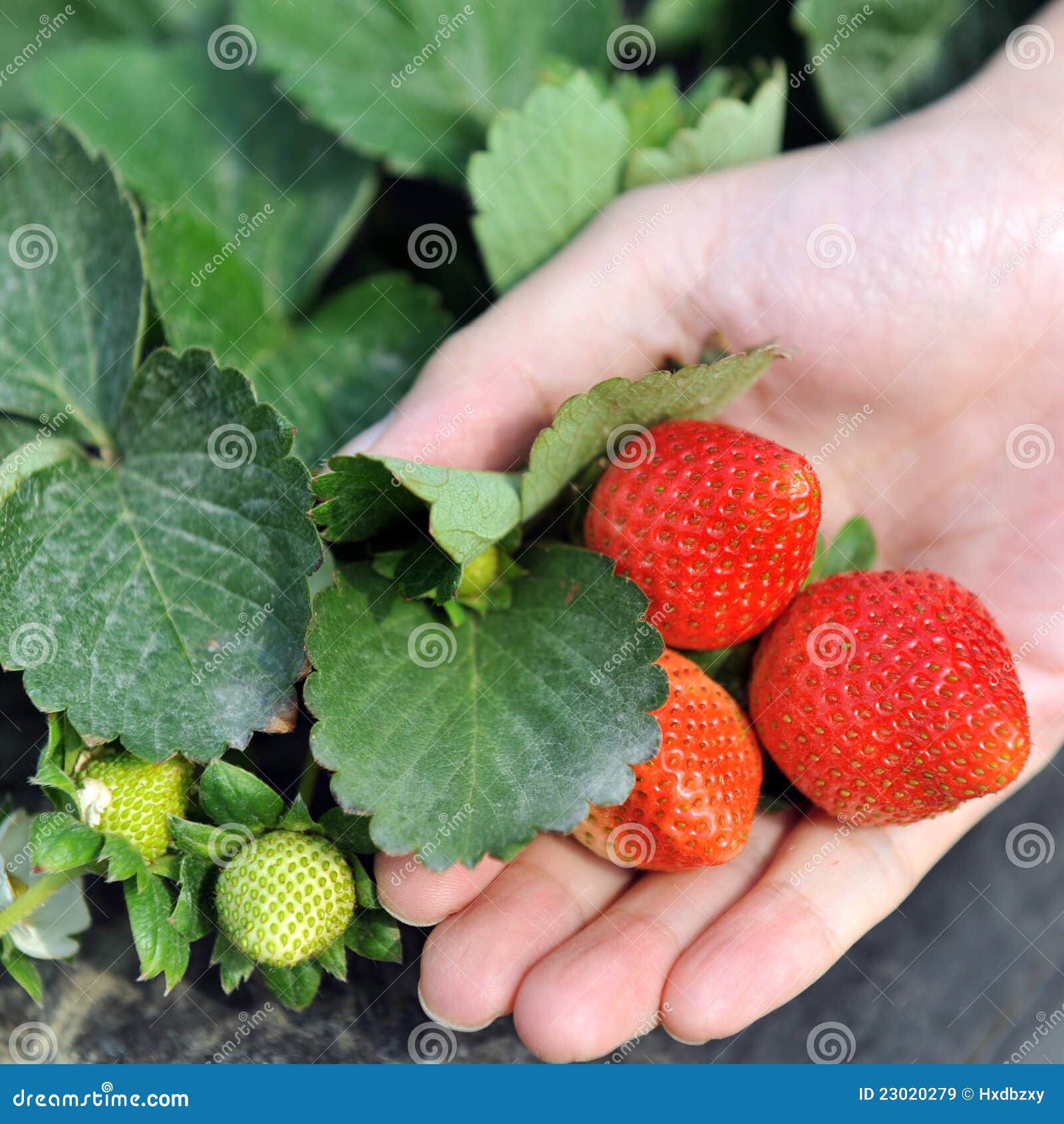 Fresh organic strawberries stock image. Image of gourmet - 23020279