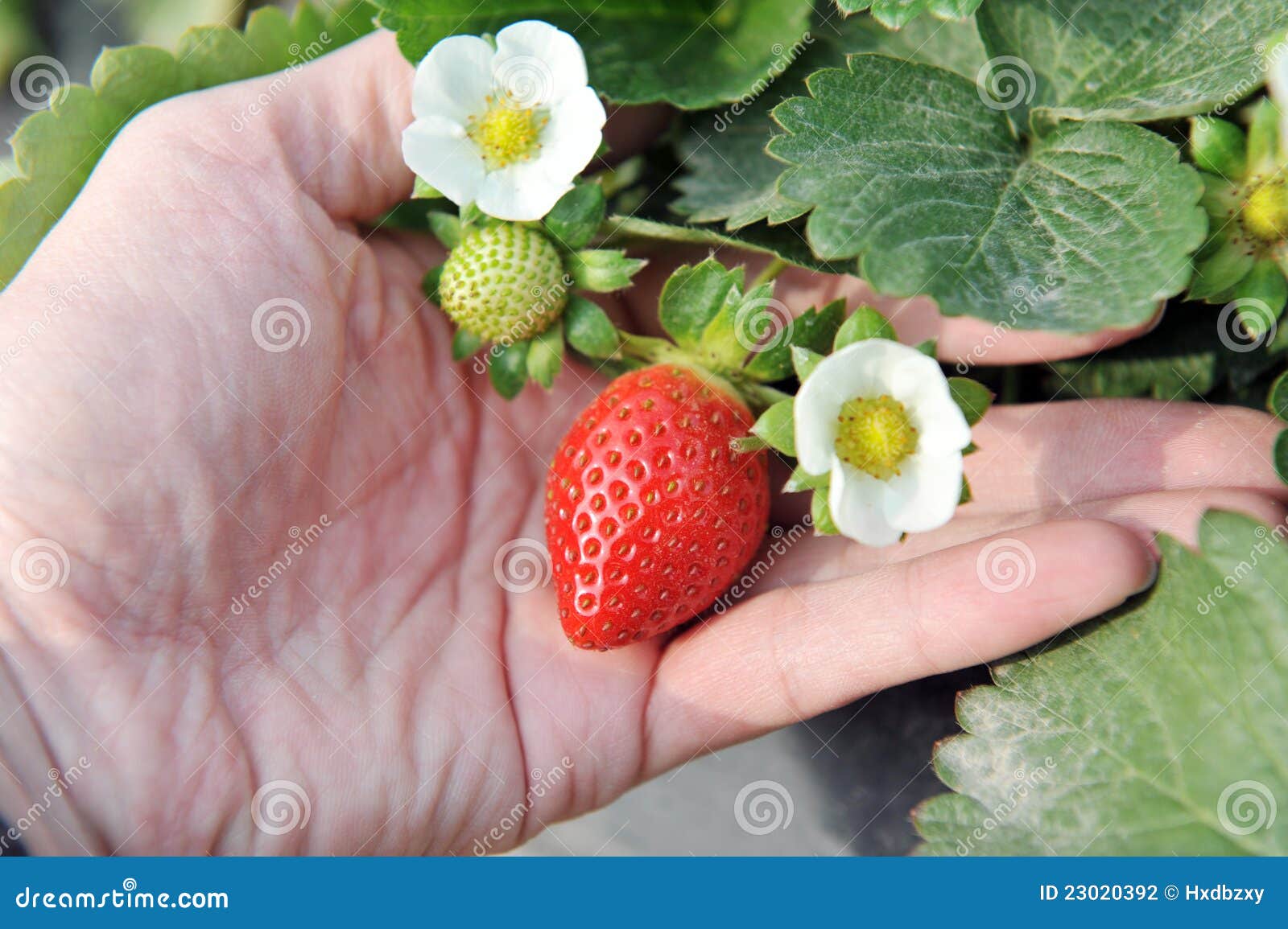 Fresh organic strawberries stock photo. Image of delicious - 23020392