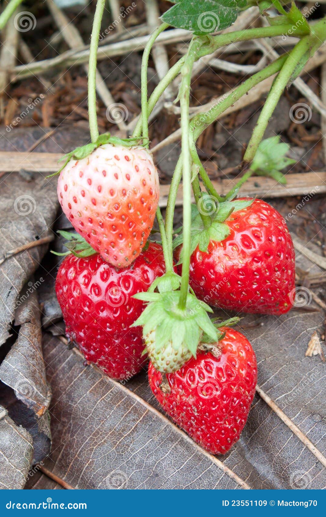 Fresh organic strawberries stock image. Image of dessert - 23551109