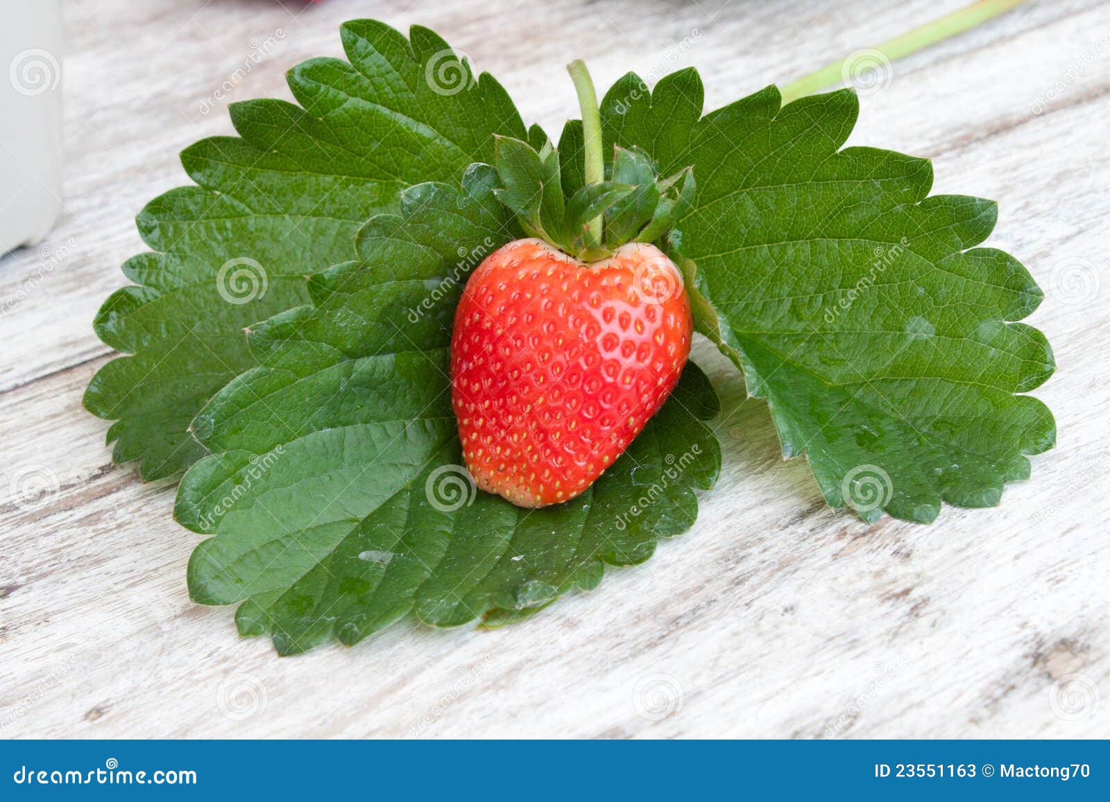 Fresh organic strawberries stock image. Image of gardening - 23551163