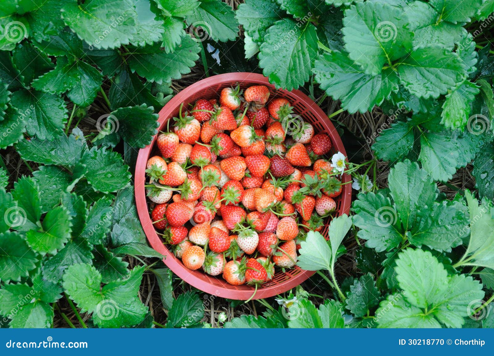 Organic Strawberries in Basket Stock Photo - Image of field ...
