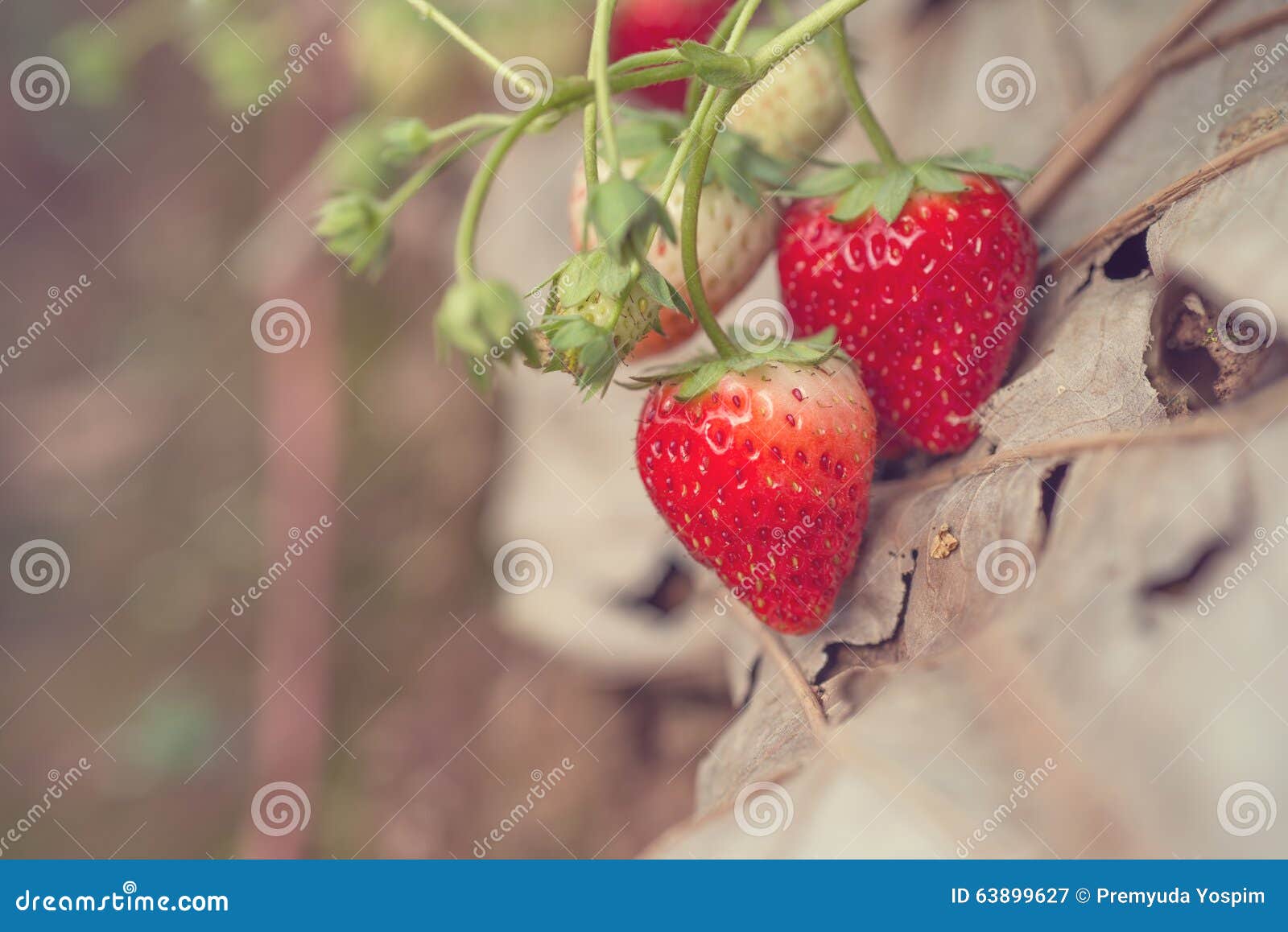 Fresh Organic Strawberry on Tree in Garden Stock Image - Image of farm ...