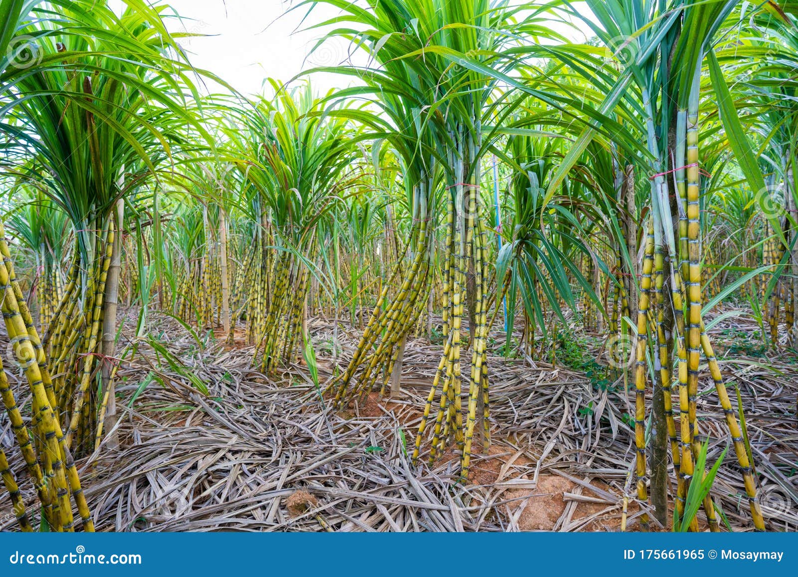 Fresh Organic Sugarcane in Garden Stock Image - Image of sugar, drop ...