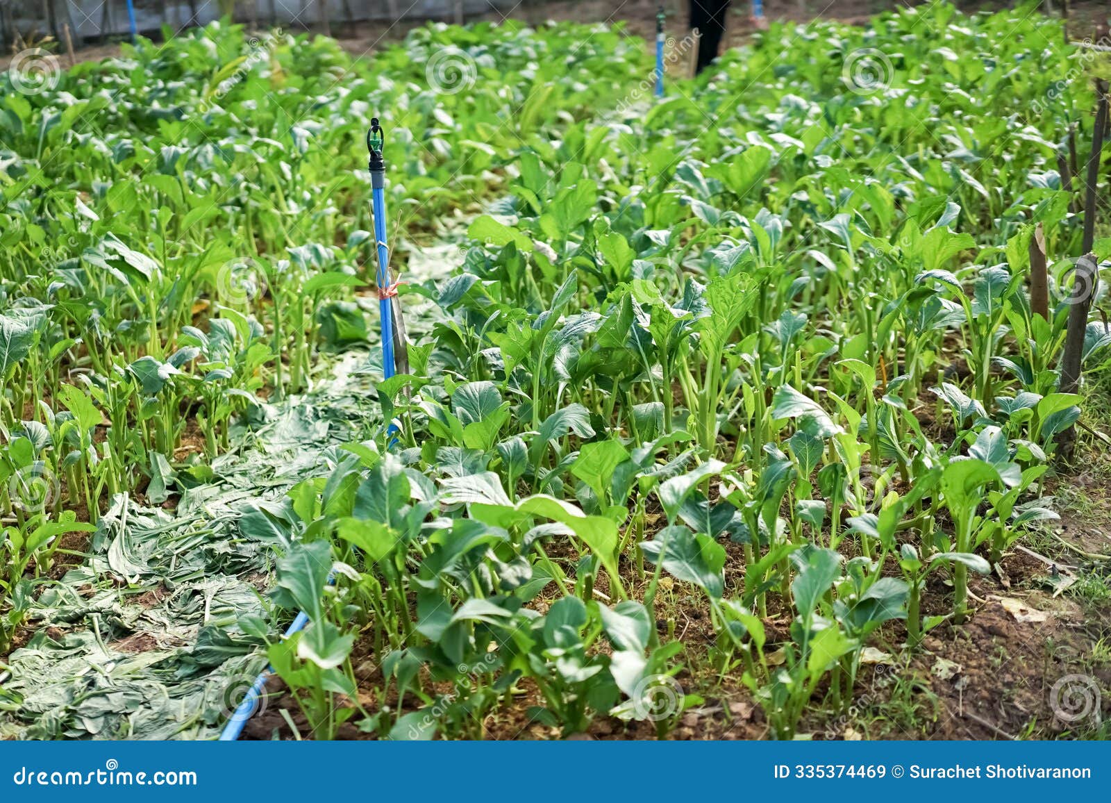 Fresh Organic Tree Grow in the Vegetable Garden at Backyard Stock Image ...
