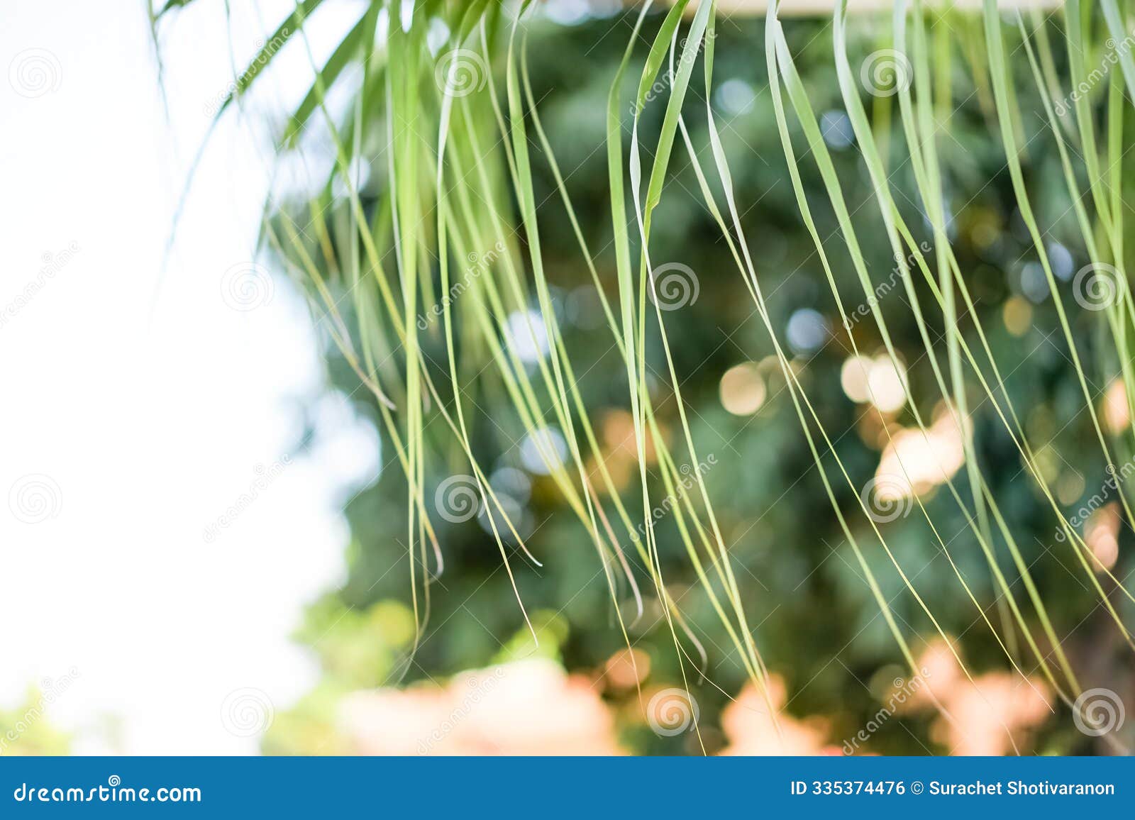 Fresh Organic Tree Grow in the Vegetable Garden at Backyard Stock Photo ...