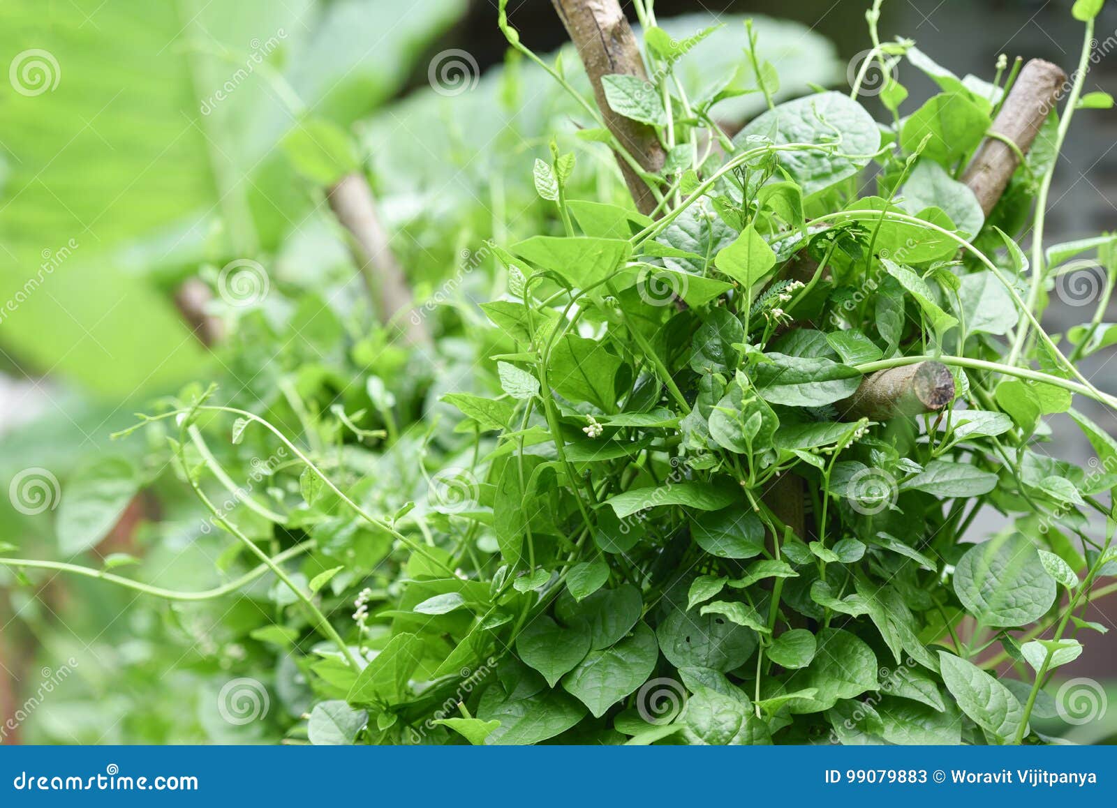Ceylon spinach stock image. Image of nature, alba, medicine - 99079883