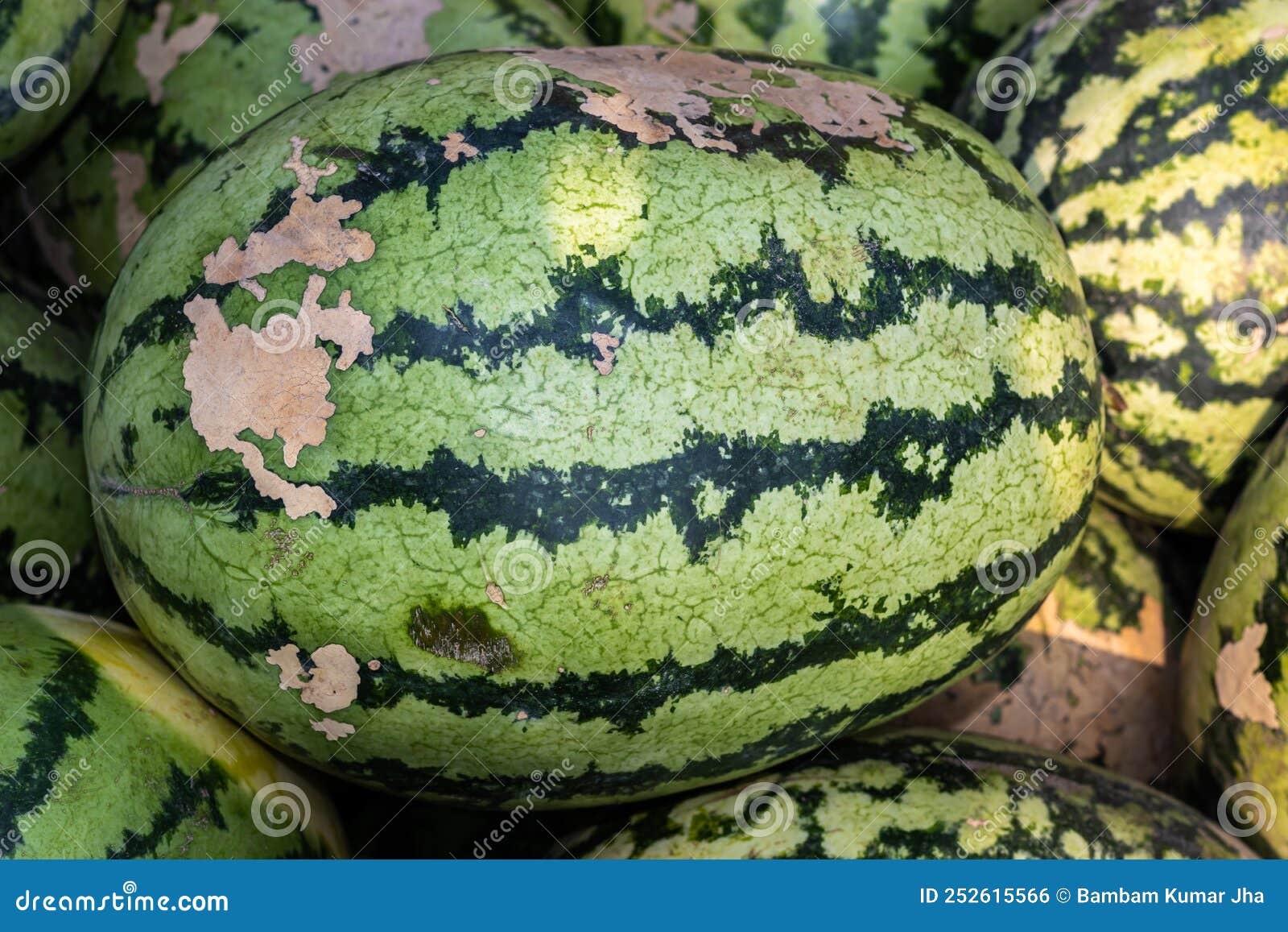 Fresh Organic Watermelons from Farm Close Up from Different Angle Stock ...