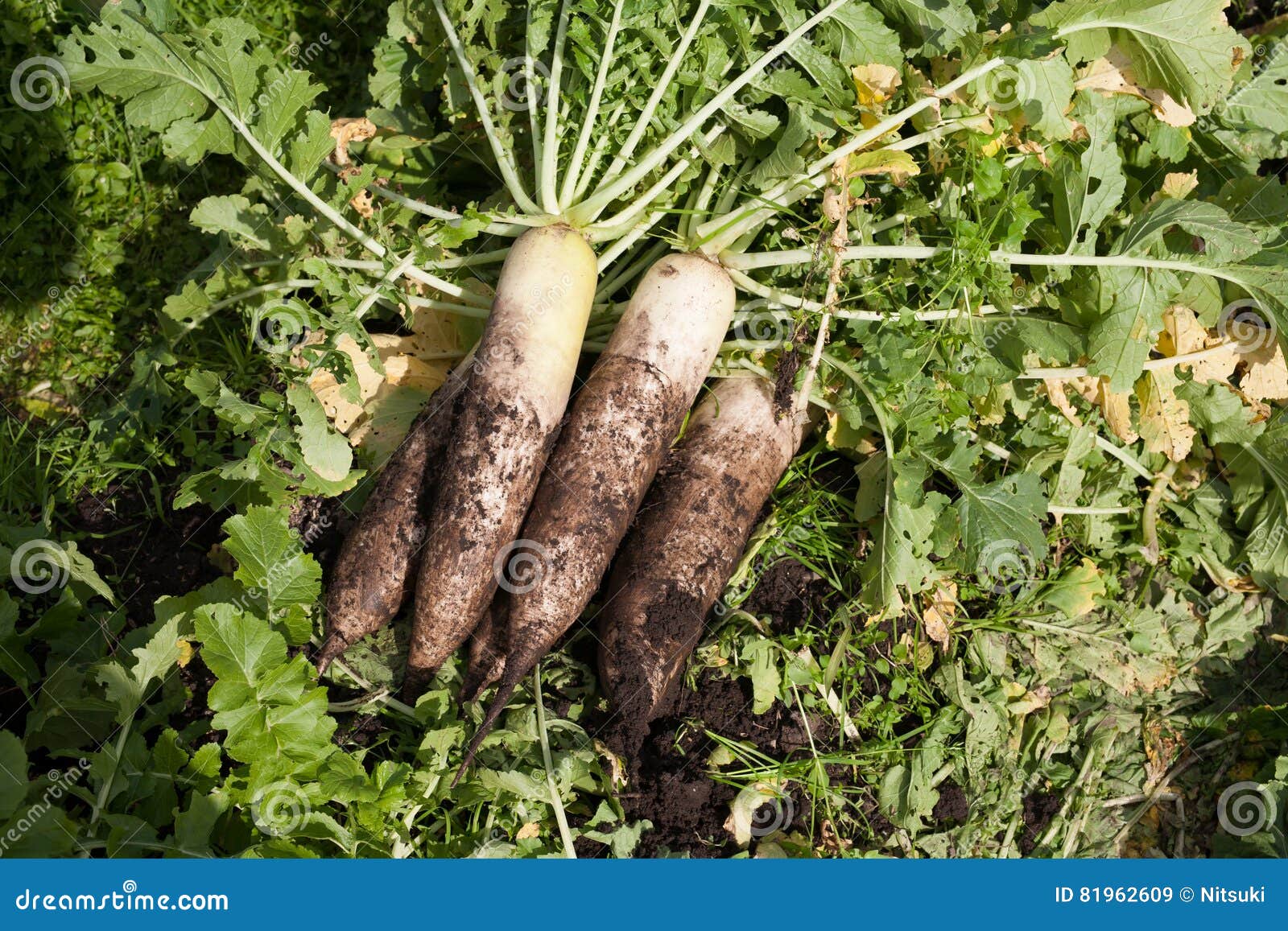 Fresh organic white radish stock image. Image of nutrition - 81962609