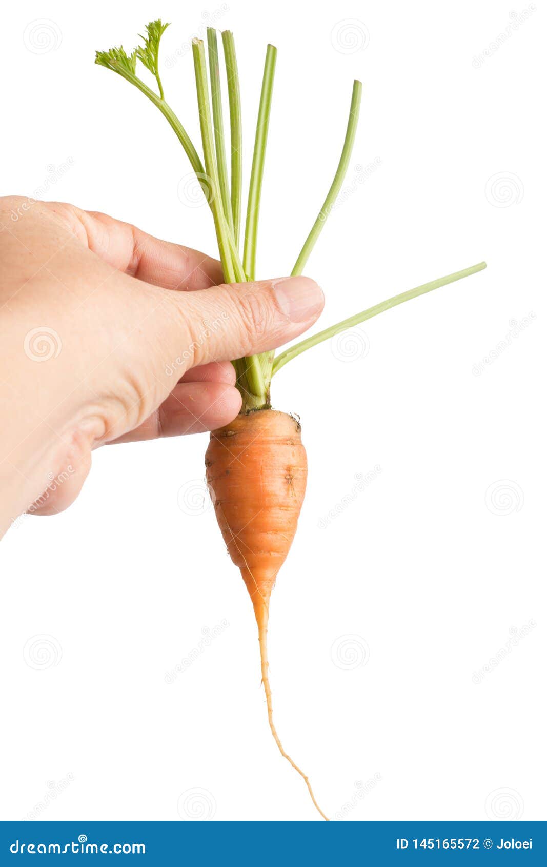 Fresh Organics Carrots in Hand Stock Photo - Image of nature, green ...