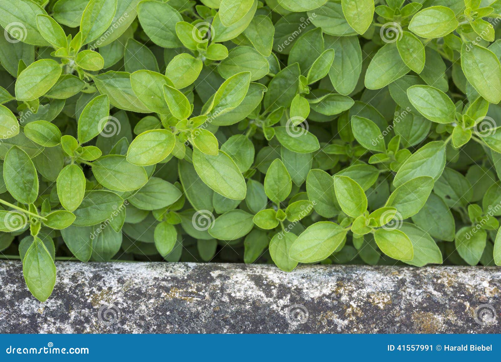 Fresh origanum herb stock image. Image of herb, nature - 41557991