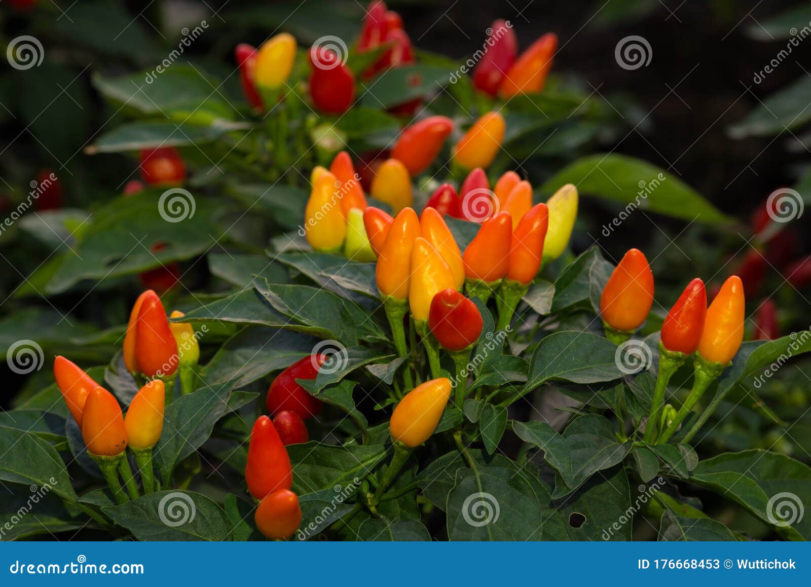 Fresh Ornamental Pepper on Tree Stock Image - Image of delicious, leaf ...