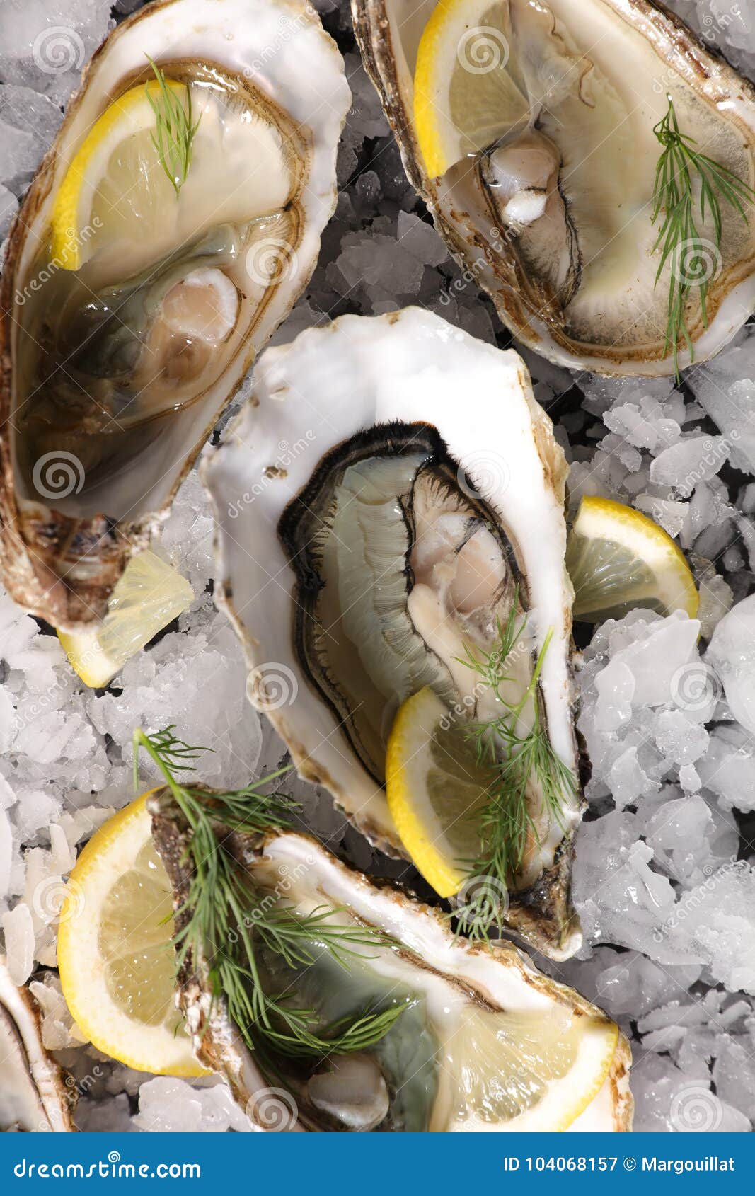Fresh osyter stock image. Image of expensive, french - 104068157