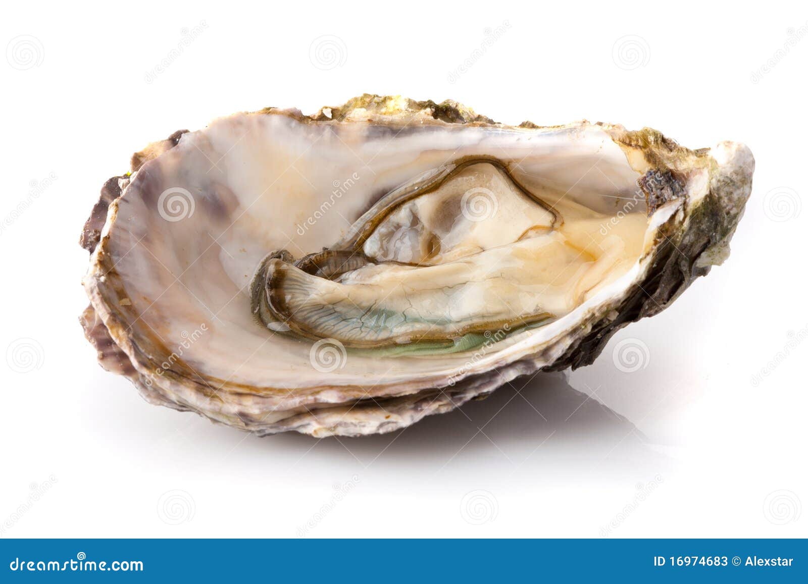 Fresh oyster stock image. Image of white, seafood, food - 16974683