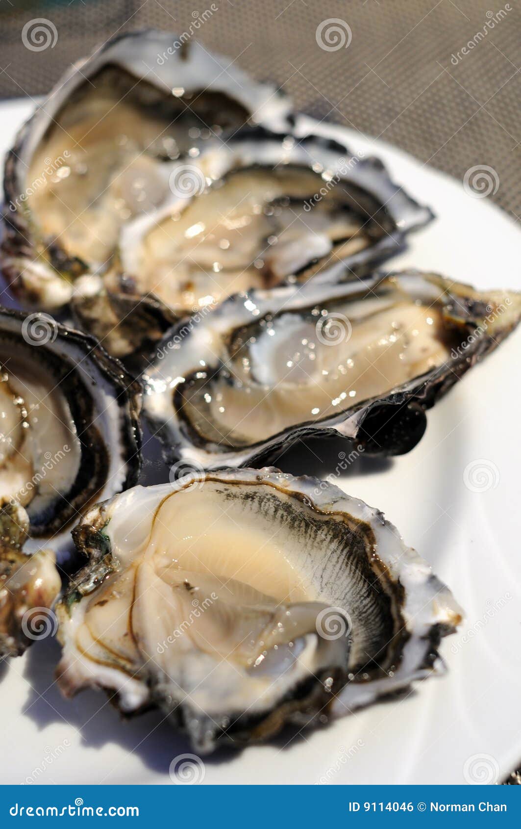 Fresh oysters stock photo. Image of shell, background - 9114046