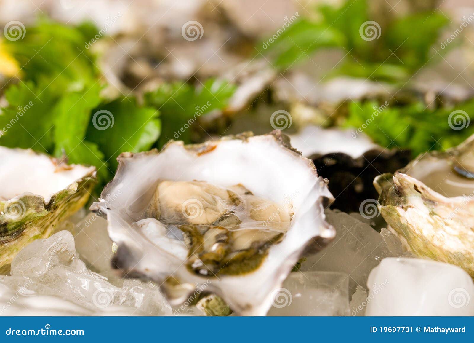 Fresh Oysters on the Half Shell Stock Image - Image of parsley ...