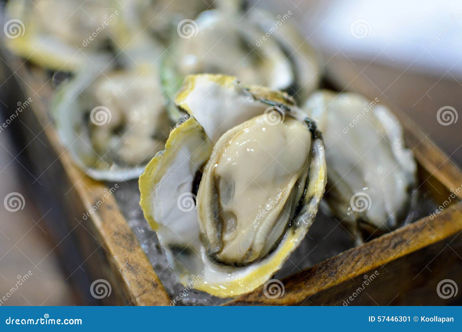 Fresh Oysters stock image. Image of appetizer, seafood - 57446301