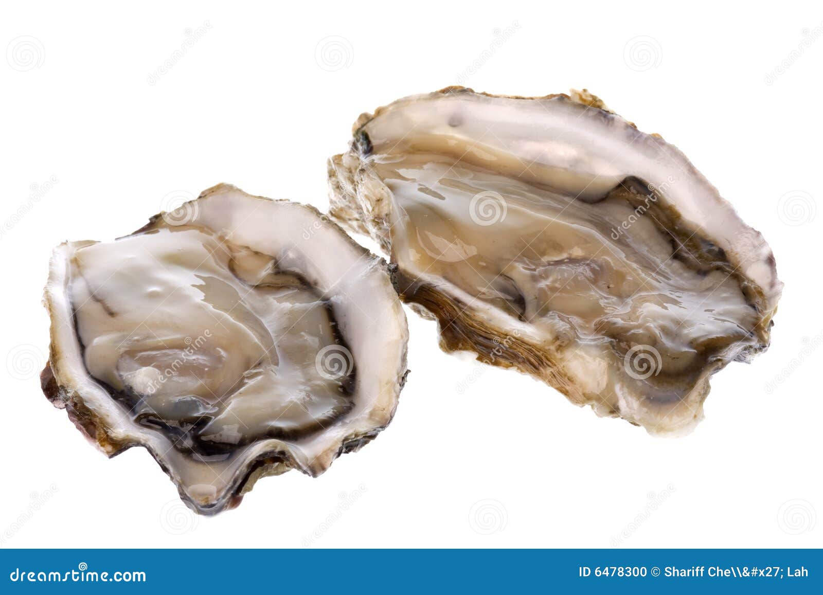 Fresh Oysters Isolated stock photo. Image of snack, food - 6478300