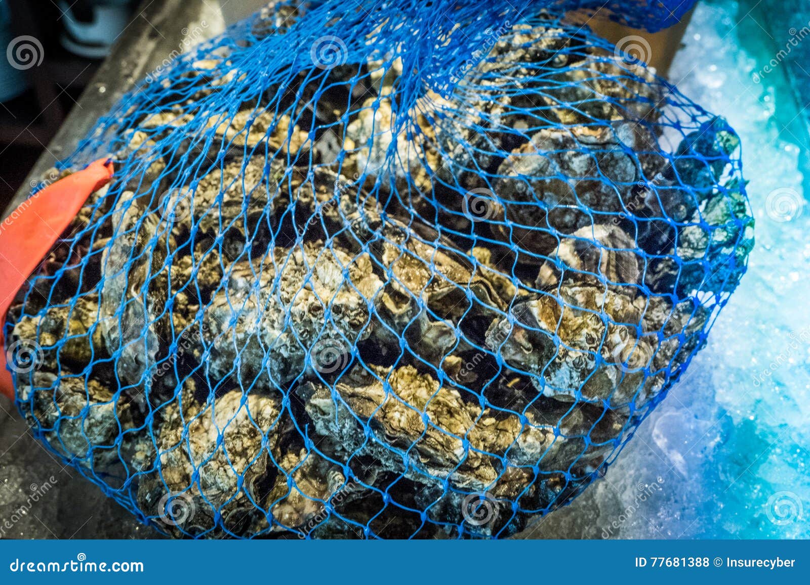 Fresh Oysters Served in a Mesh Bag . Stock Photo - Image of close ...