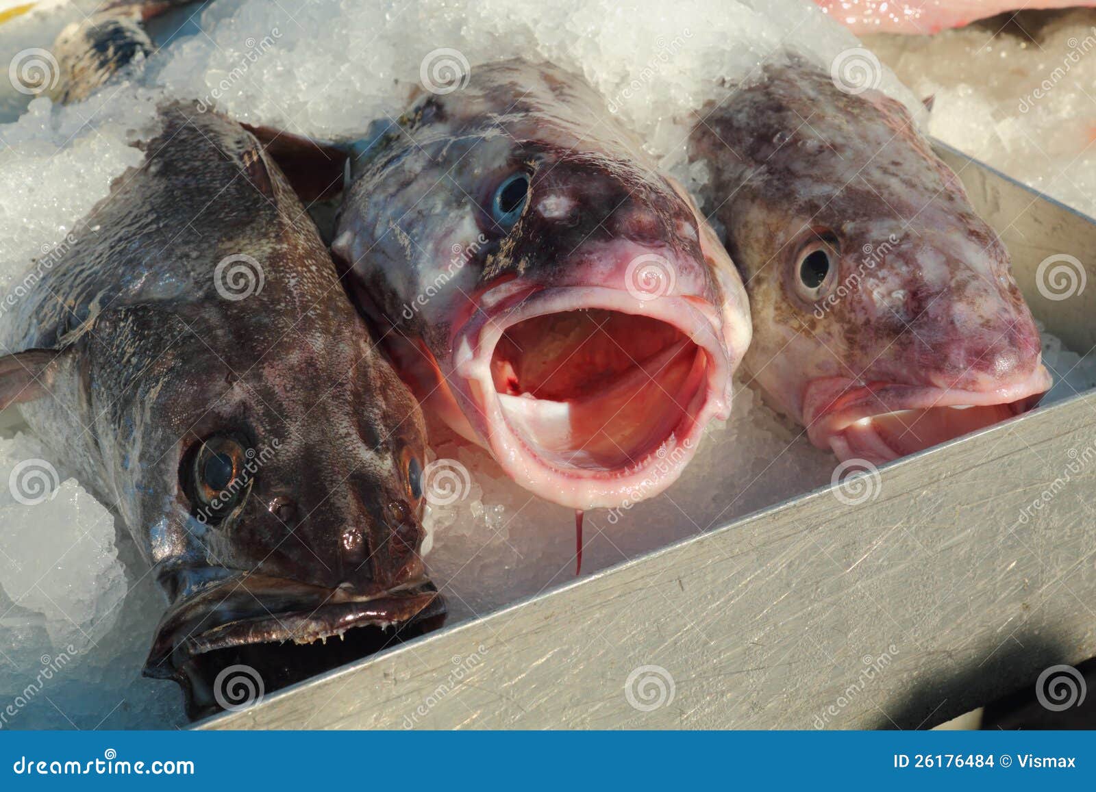 Fresh Pacific Cod for Sale stock photo. Image of freshness - 26176484
