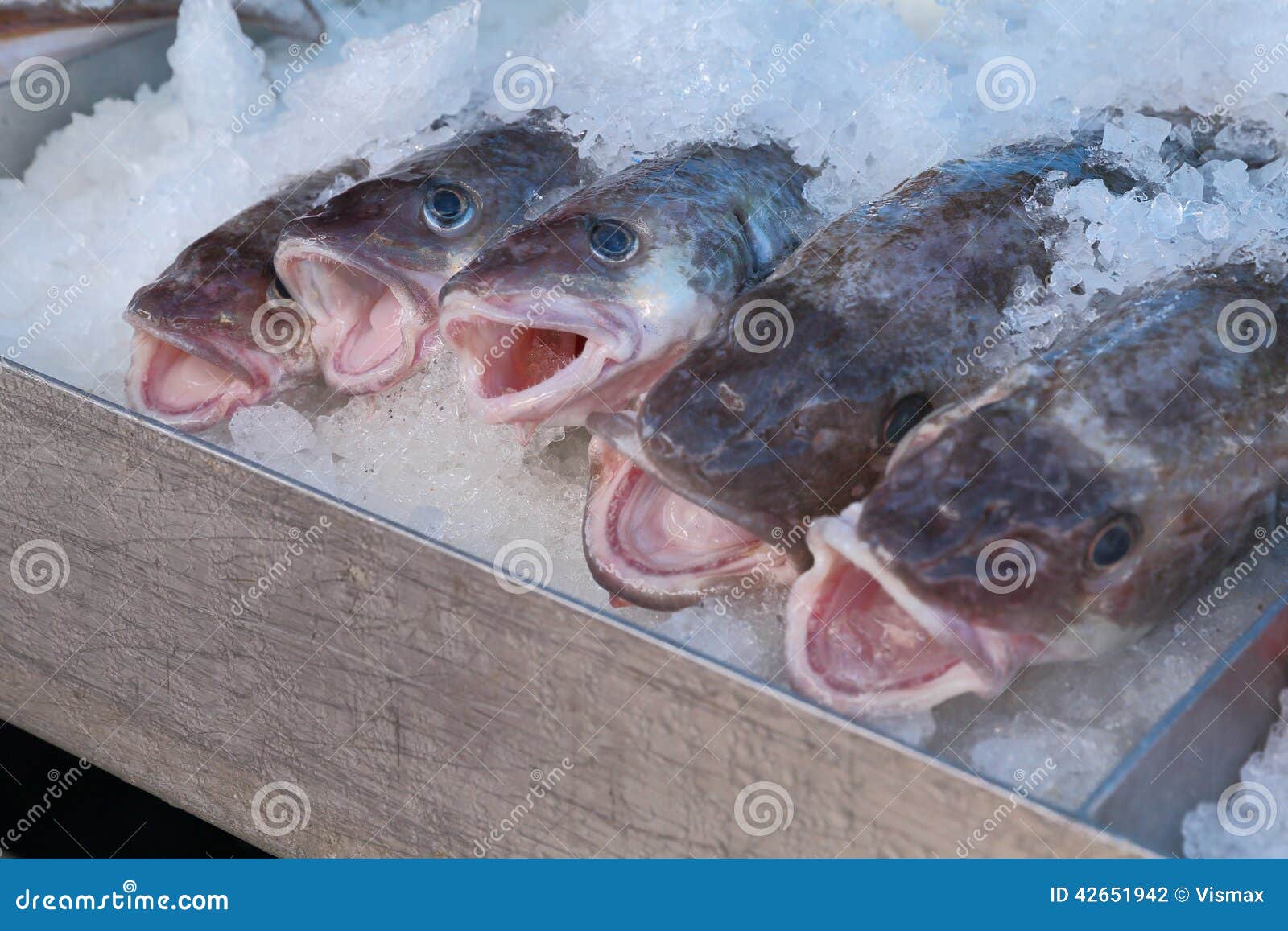 Fresh Pacific Cod stock photo. Image of life, wildlife - 42651942