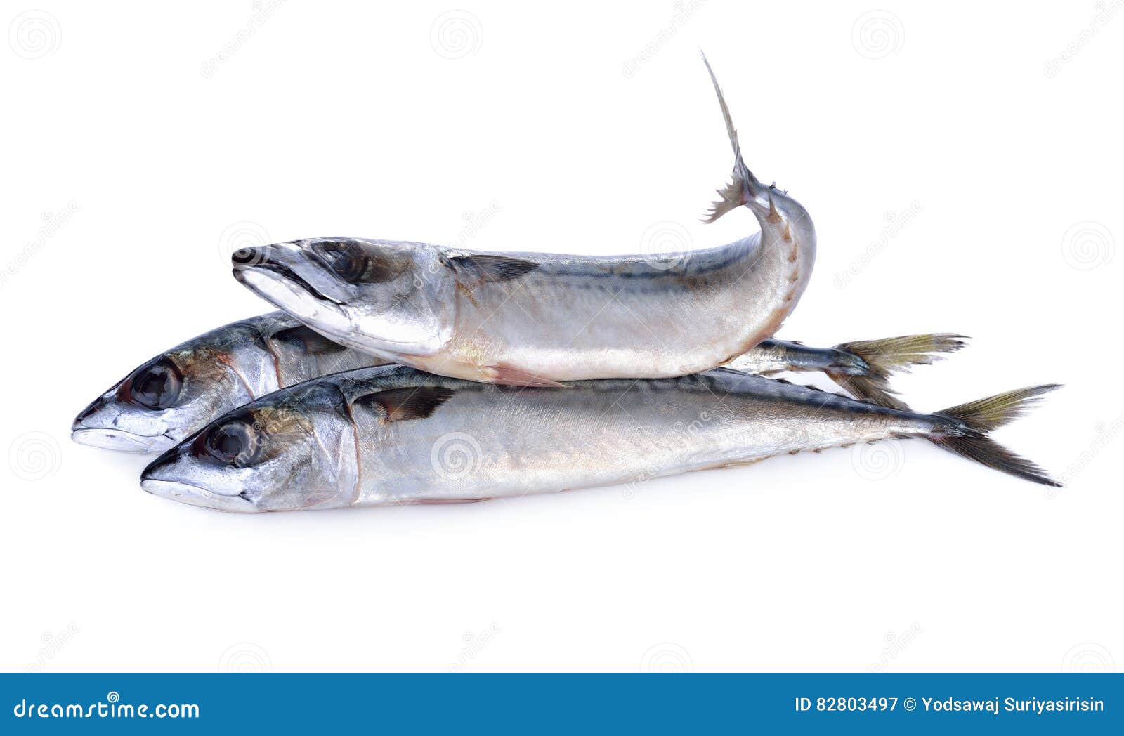 Fresh Pacific Mackerel Fish on White Background Stock Image - Image of ...
