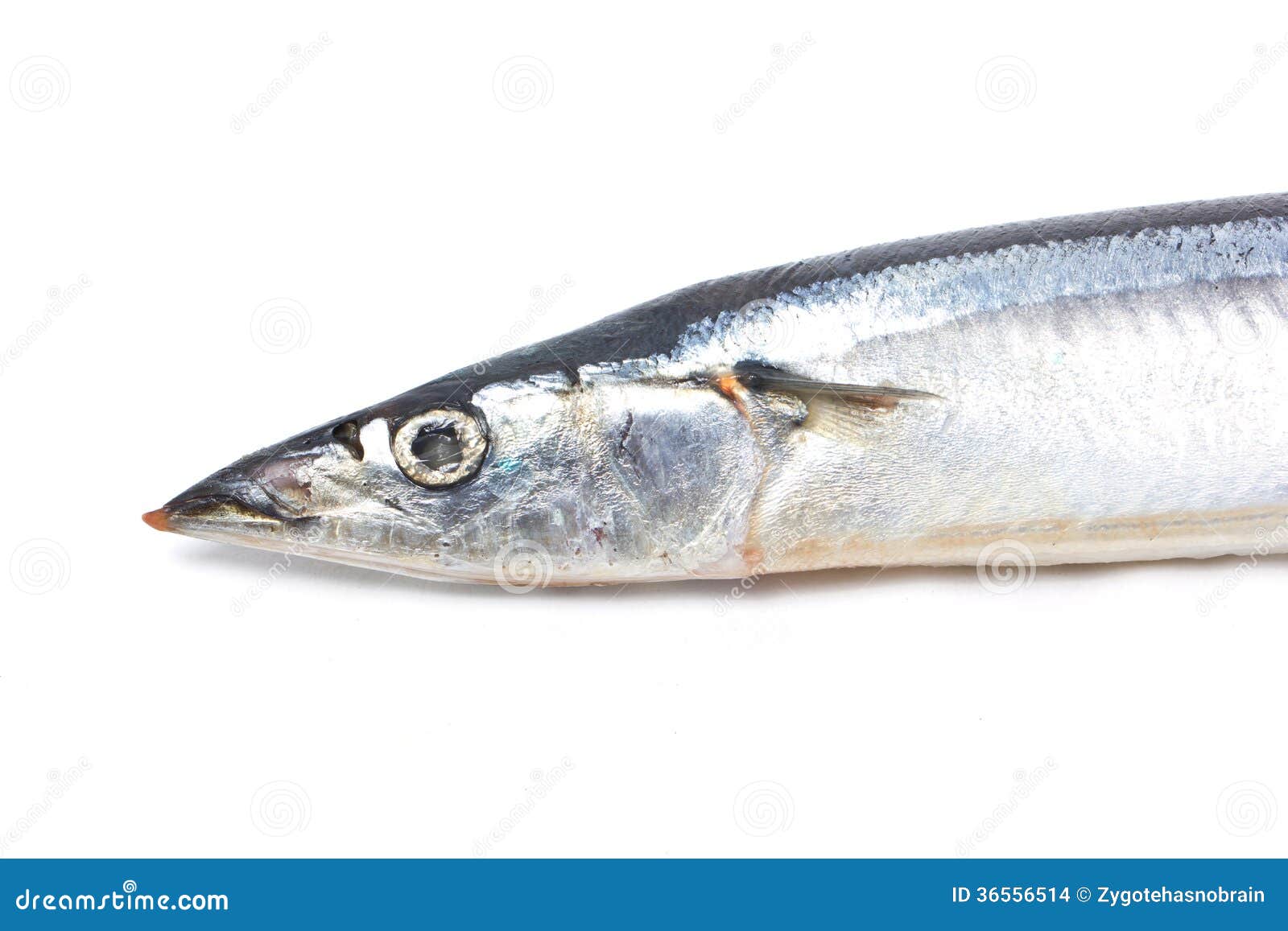 Fresh Pacific Saury. stock photo. Image of protein, pacific - 36556514