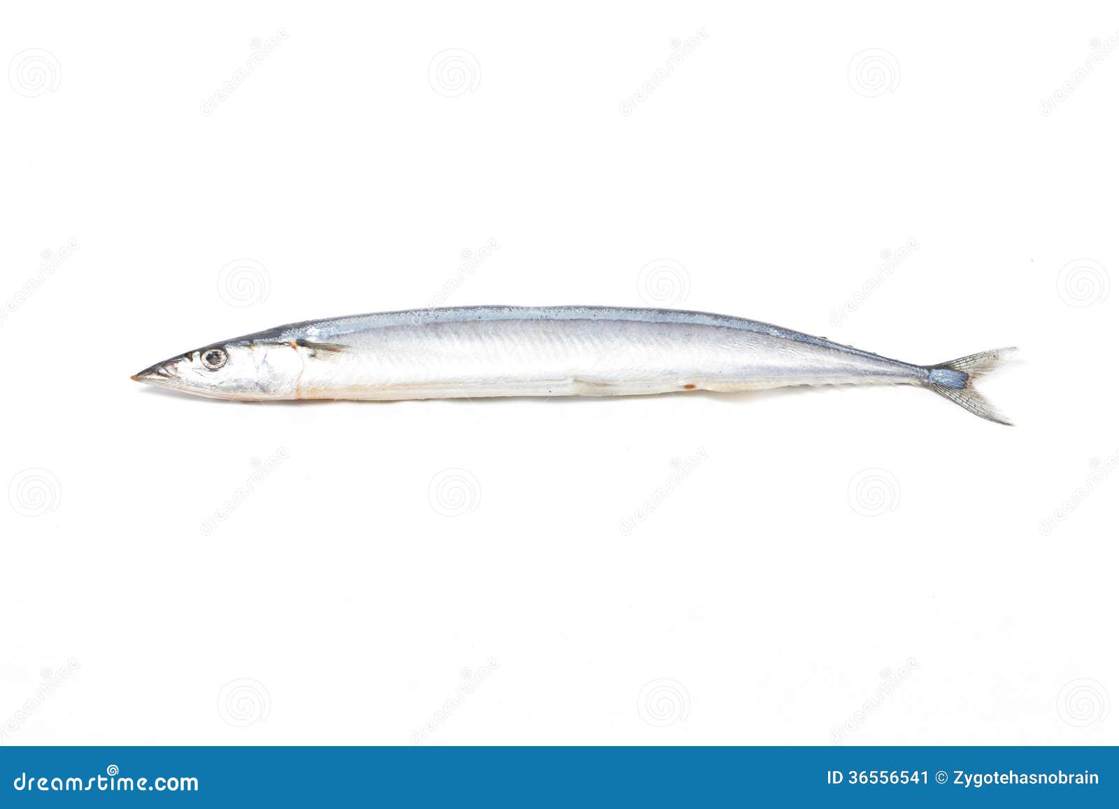 Fresh Pacific Saury. stock image. Image of foodstuff - 36556541