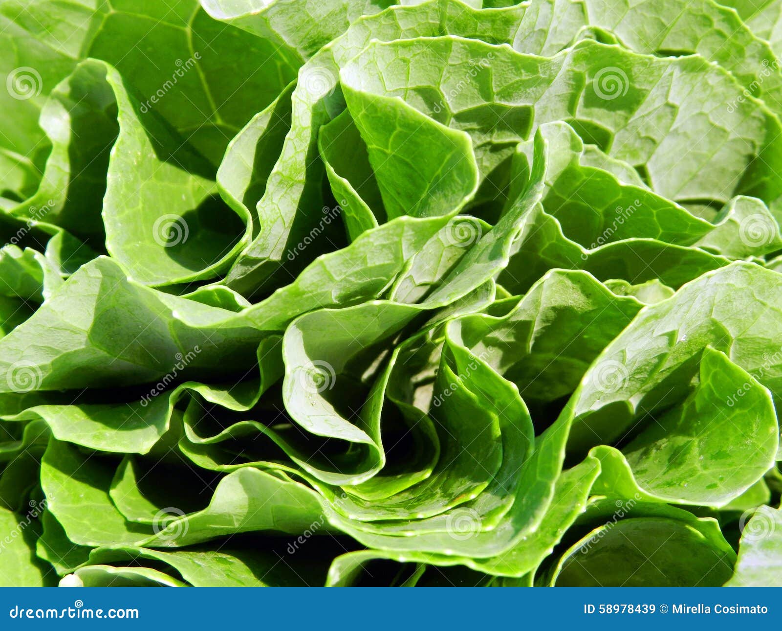 Fresh pack of Kale stock image. Image of nutritionist - 58978439