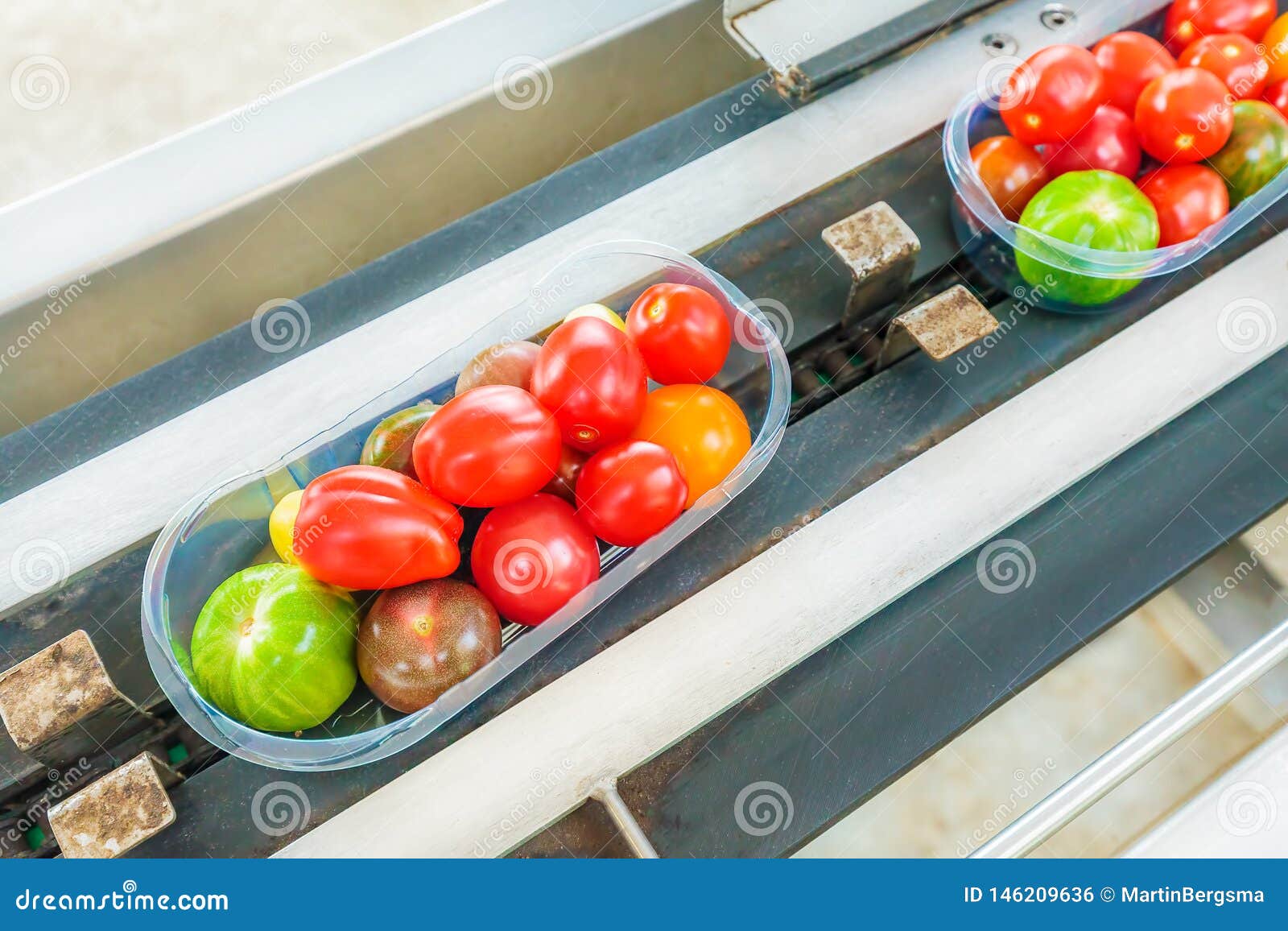 Fresh Packed Small Tomatoes on a Conveyor Belt in a Dutch Greenhouse ...