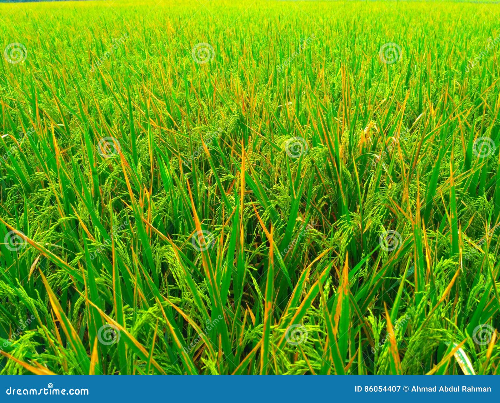Fresh paddy stock image. Image of wallpaper, plants, nature - 86054407