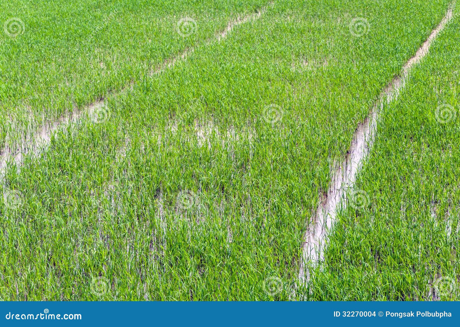 Fresh paddy field stock photo. Image of environment, agriculture - 32270004