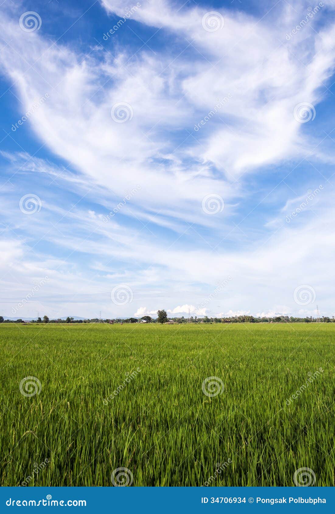Fresh paddy field stock photo. Image of farming, country - 34706934