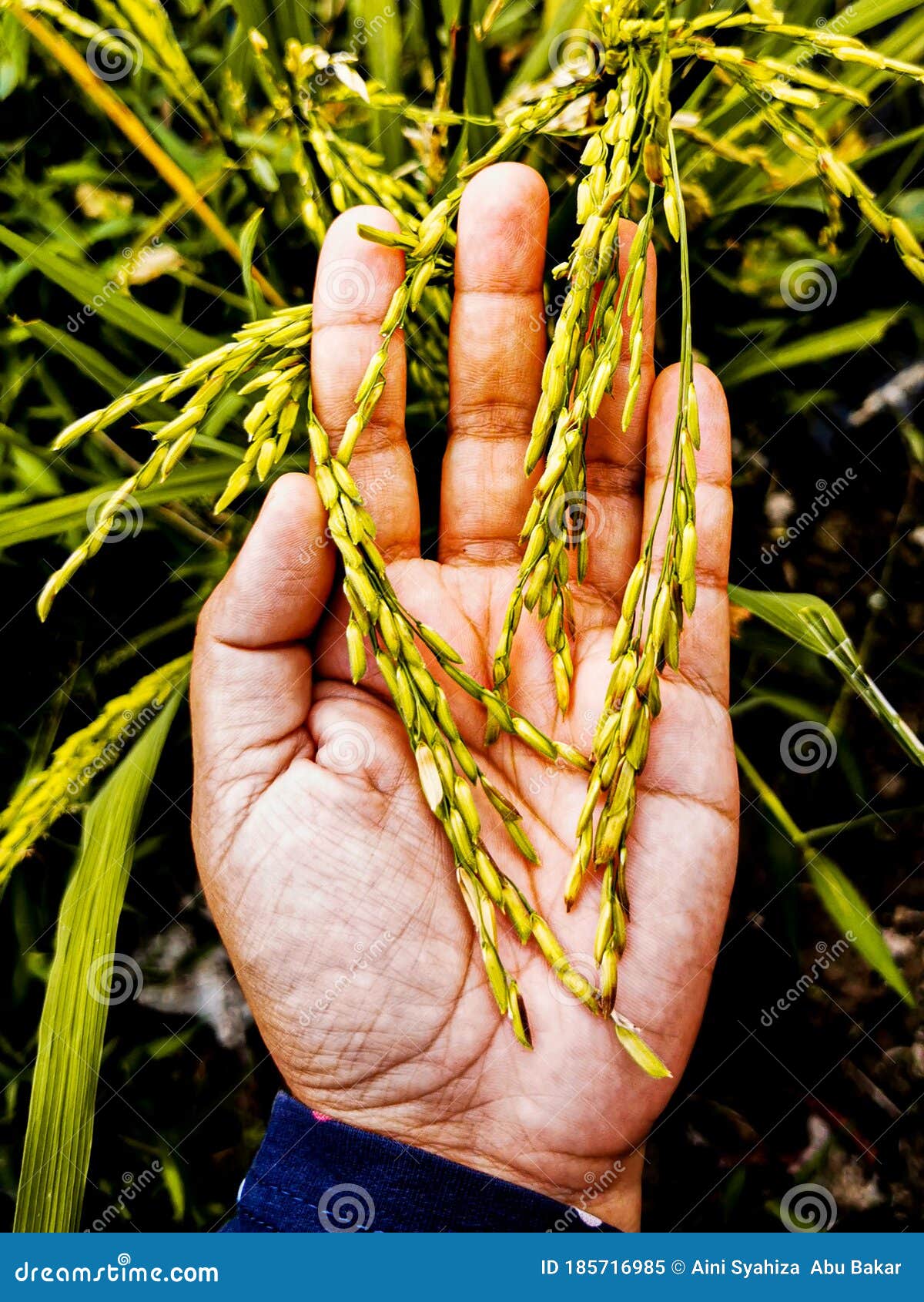 Fresh Paddy Grain on Hand Palm Flatlay View Stock Image - Image of view ...