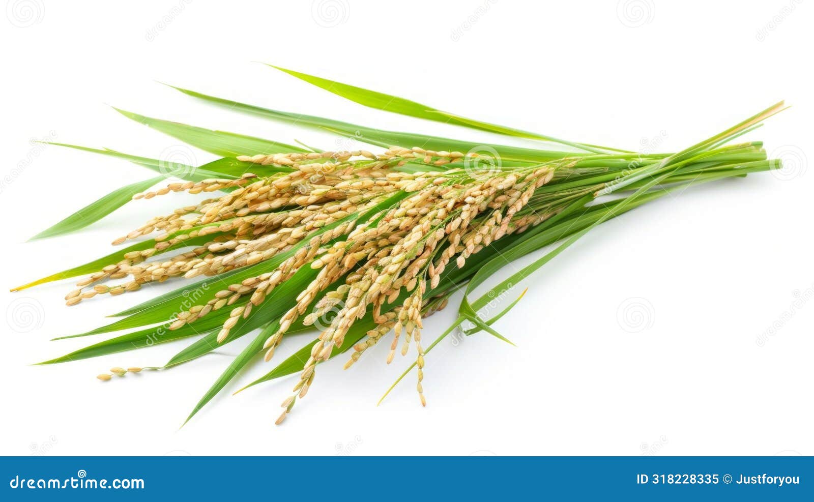 Fresh Paddy Isolated on White Background. Generative Ai Stock ...
