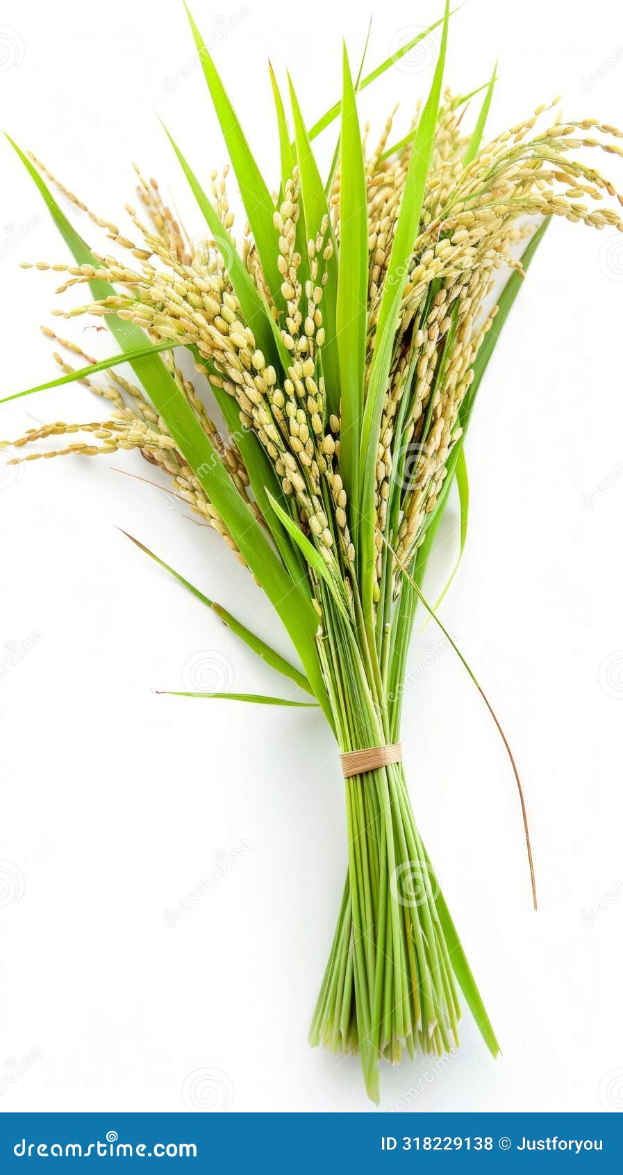 Fresh Paddy Isolated on White Background. Generative Ai Stock ...