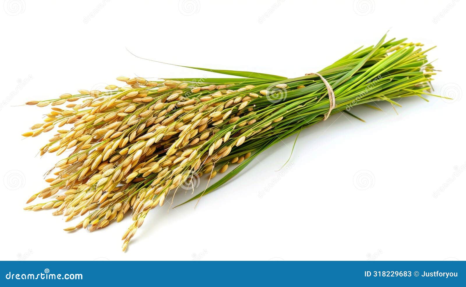 Fresh Paddy Isolated on White Background. Generative Ai Stock ...