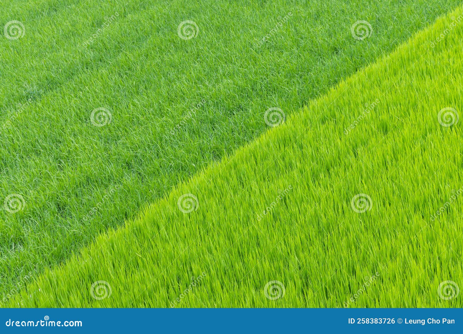 Fresh paddy rice field stock photo. Image of agriculture - 258383726
