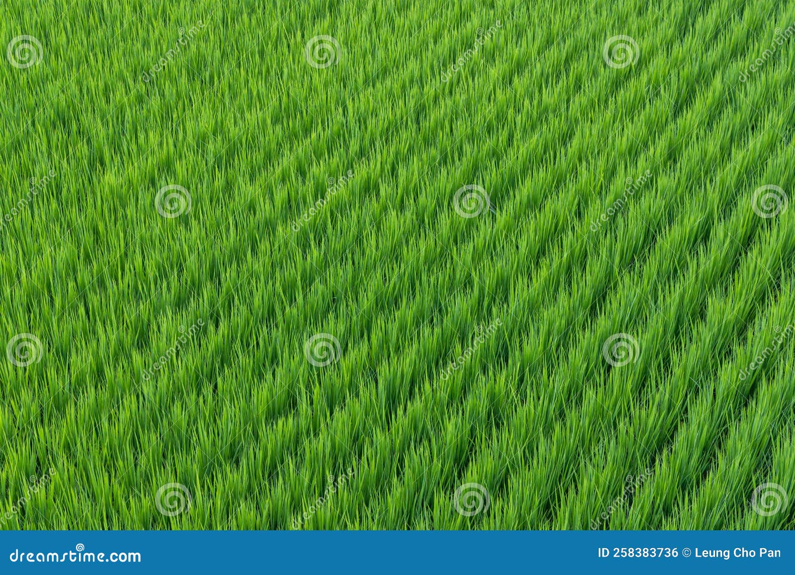 Fresh paddy rice field stock photo. Image of farmer - 258383736