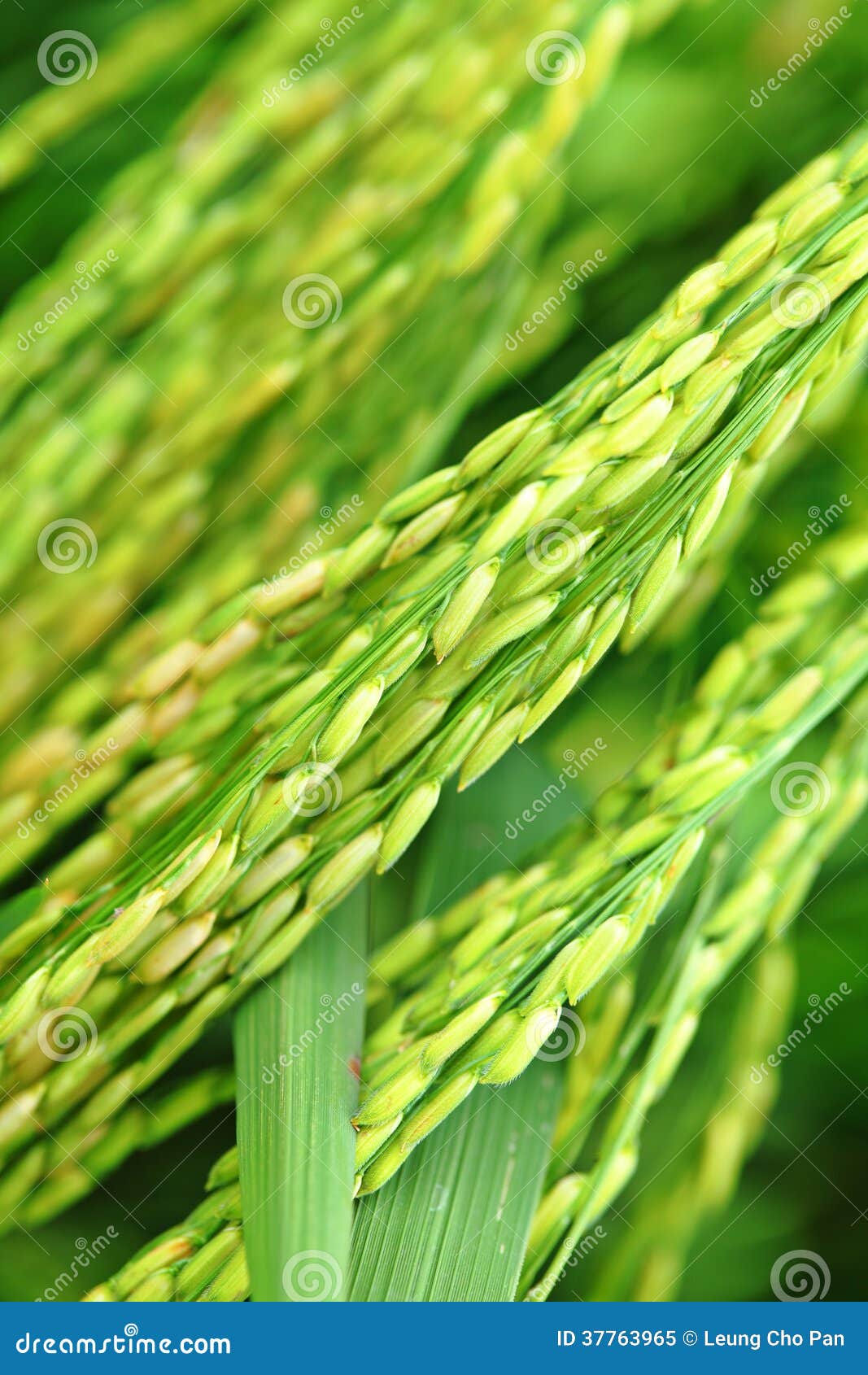 Fresh paddy rice plant stock image. Image of food, cereal - 37763965