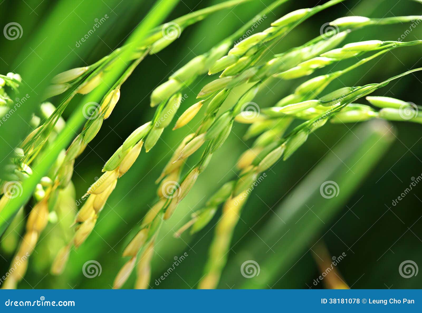Fresh paddy rice plant stock photo. Image of asian, autumn - 38181078